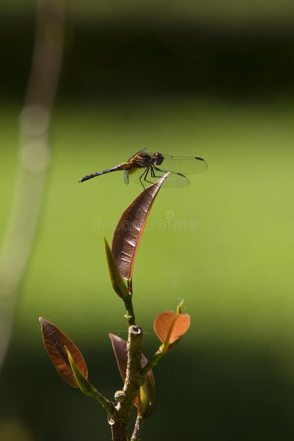 Resting dragonfly stock photo. Image of environment, pond - 46697158