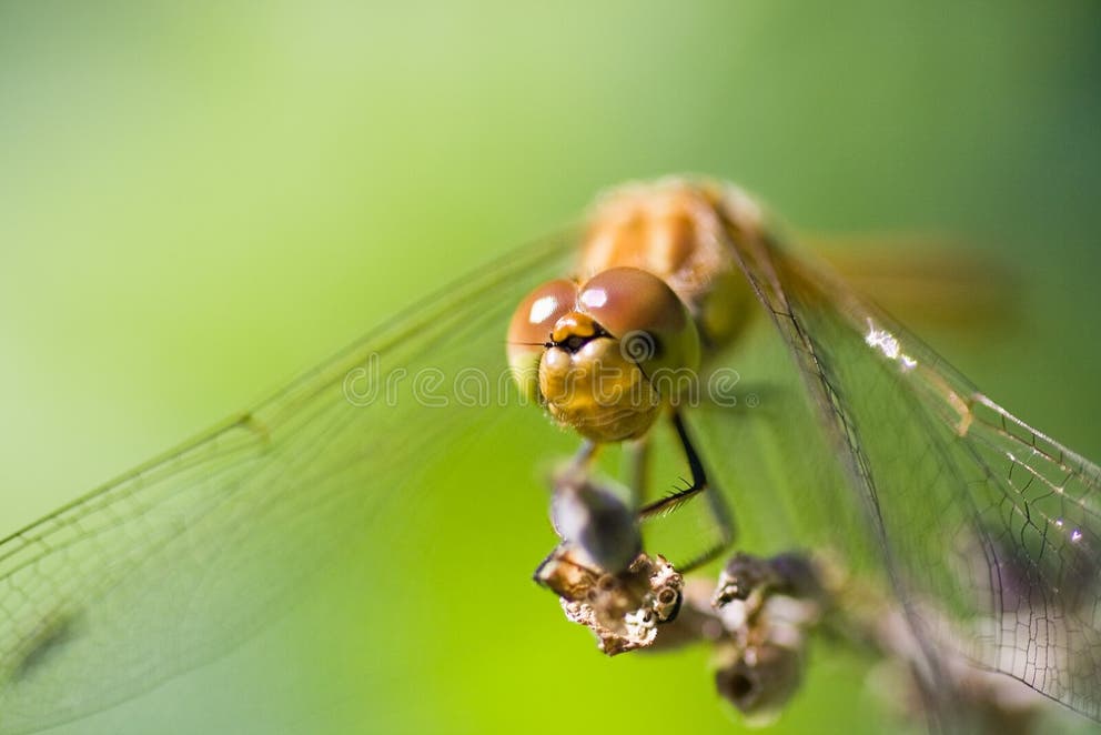 Resting dragonfly stock photo. Image of hunting, macro - 7493758