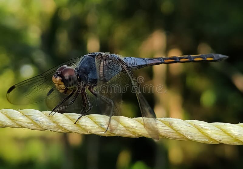 Resting dragonfly stock photo. Image of environment, pond - 46697158