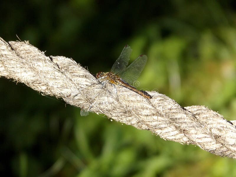 Resting dragonfly stock photo. Image of environment, pond - 46697158