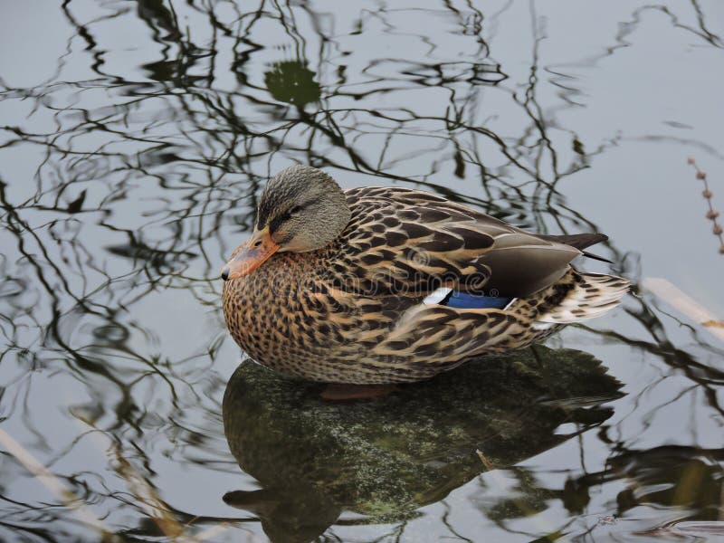 Resting Duck stock photo. Image of waterfowl, 2020, nature - 203270948