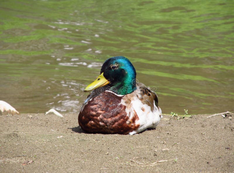 Resting duck stock image. Image of river, bank, male - 55784667