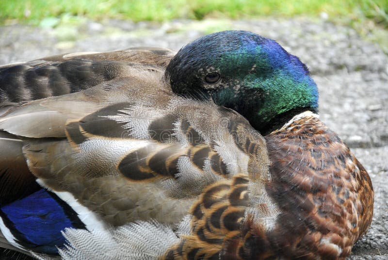 Resting Duck stock image. Image of beak, mallard, waterfowl - 53103951