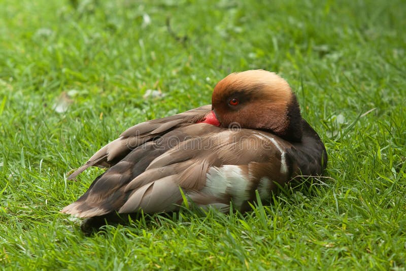 Resting duck stock photo. Image of nature, fauna, green - 55889280