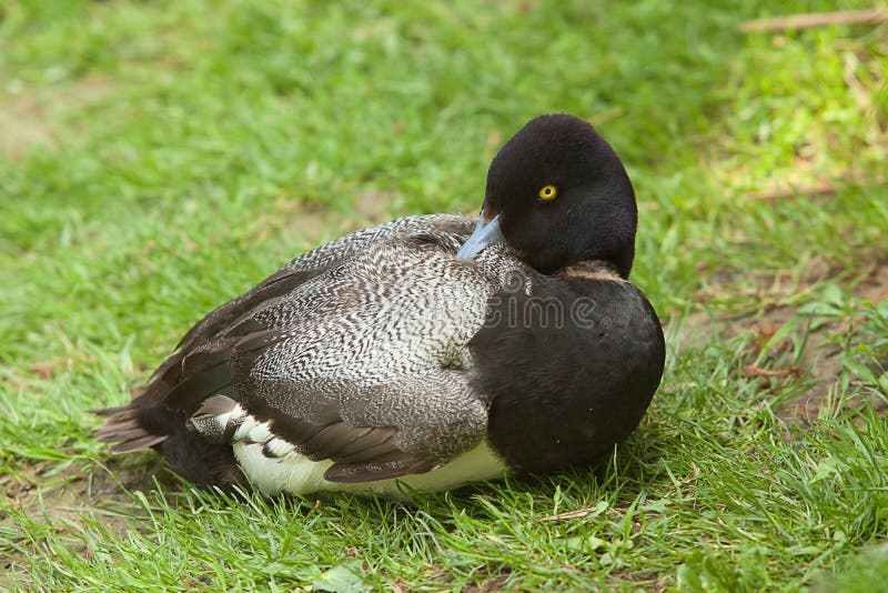Resting duck stock photo. Image of green, ornithology - 53269054