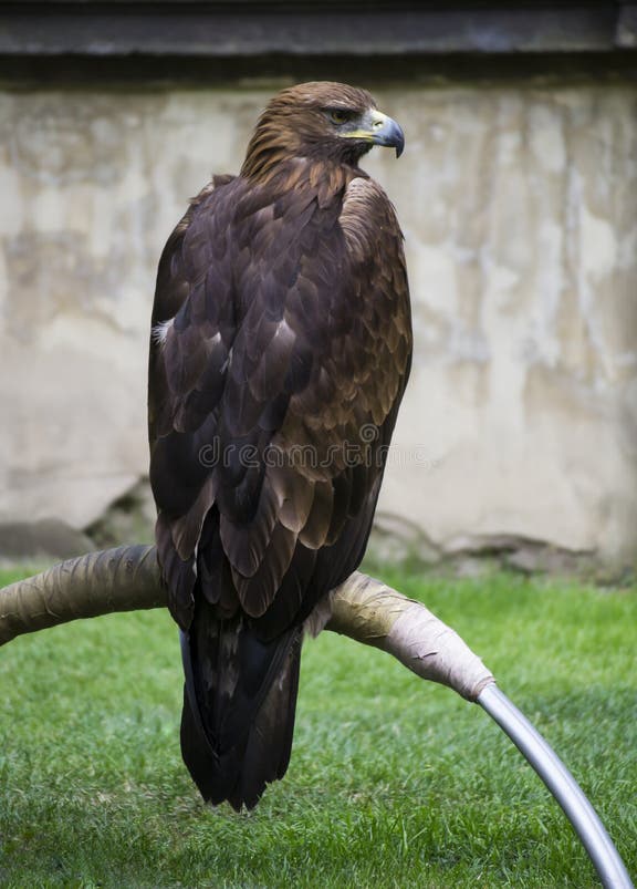 Resting eagle stock image. Image of white, park, isolated - 59252513