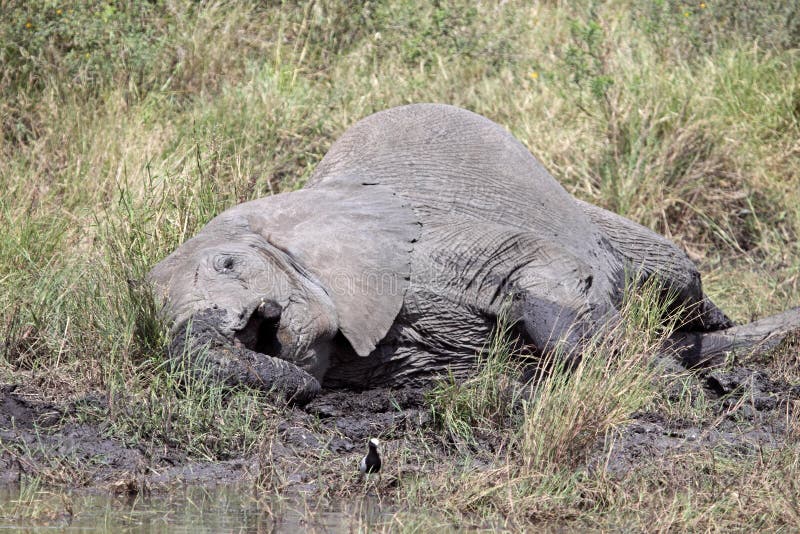 Resting Elephant stock image. Image of tropical, large - 12085687