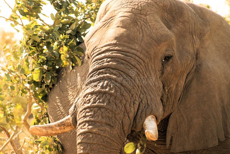 Resting Elephant stock image. Image of elephant, park - 49168897