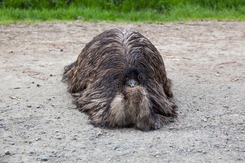 Emu laying on the grass stock photo. Image of trip, laying - 104397556