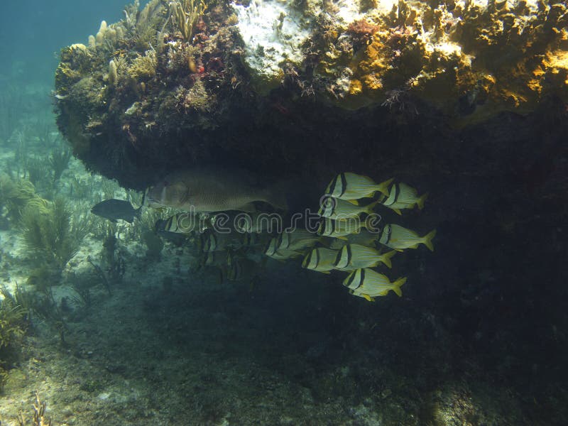 Resting fish stock photo. Image of hill, scuba, crevice - 22260436