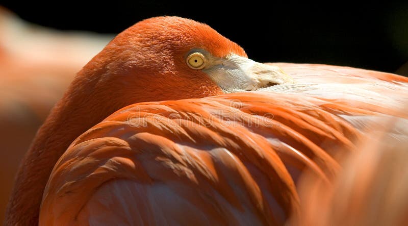 Resting flamingo stock image. Image of hiding, brine - 13027641
