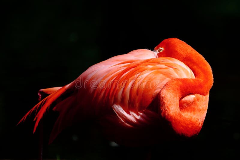 Resting flamingo stock image. Image of tropical, wild - 15854231