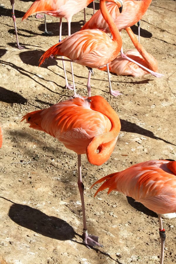 Resting Flamingo stock photo. Image of pond, bird, pink - 28559994