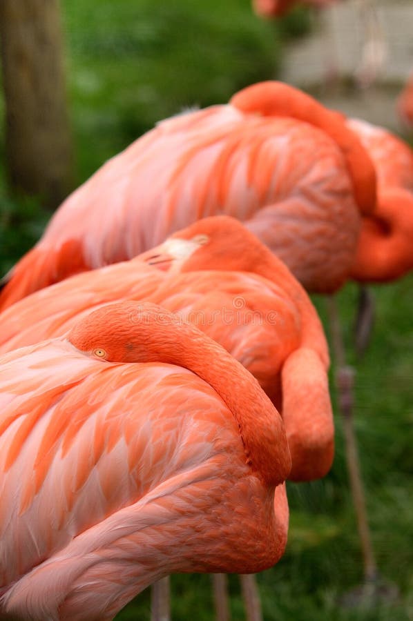 Resting Flamingos stock photo. Image of sleep, wild, portrait - 27020584