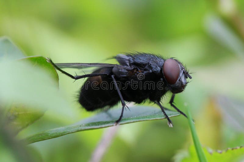 Resting fly stock photo. Image of macro, huge, house - 31205226
