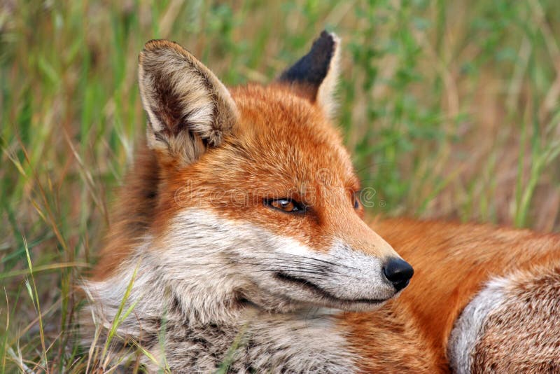 Resting Fox stock image. Image of rest, wildlife, orange - 4517549