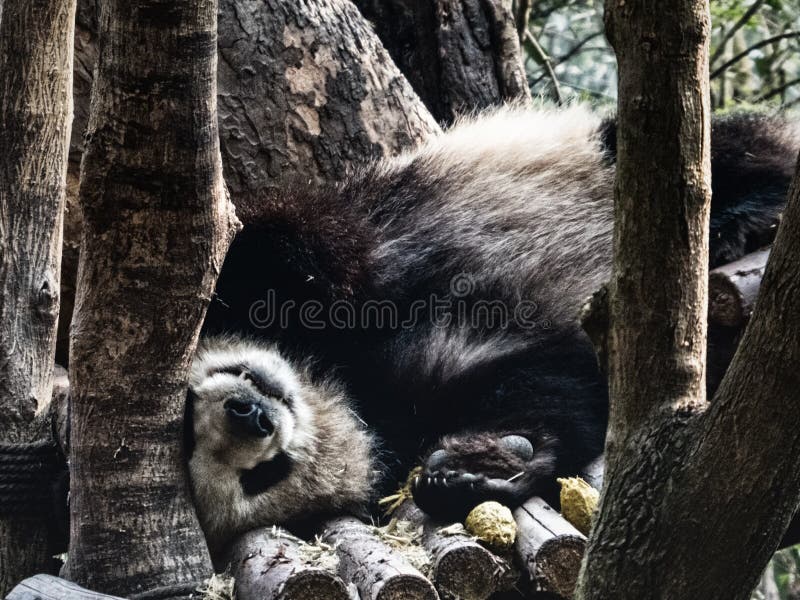 Giant Panda resting stock photo. Image of east, healthy - 142962918