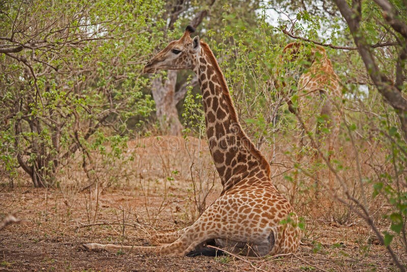 Resting Giraffe 15074 stock photo. Image of herbivore - 244356574
