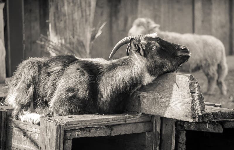 Resting Goat stock image. Image of animal, white, horned - 62800933