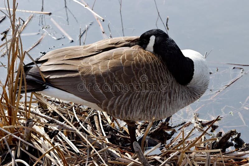 Resting Goose stock image. Image of family, anatidae - 89918373
