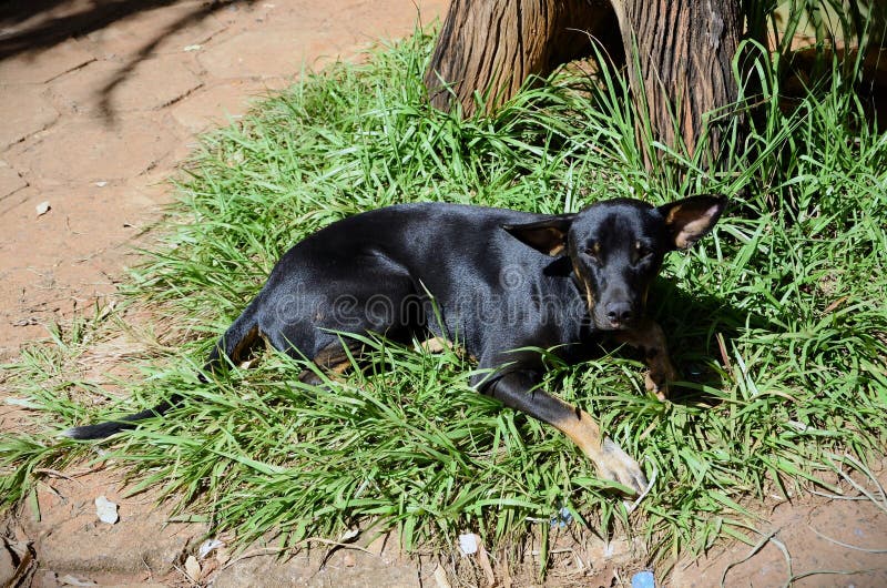 Resting on the Grass in the Garden a Mutt Dog Resting in the Sun Stock ...
