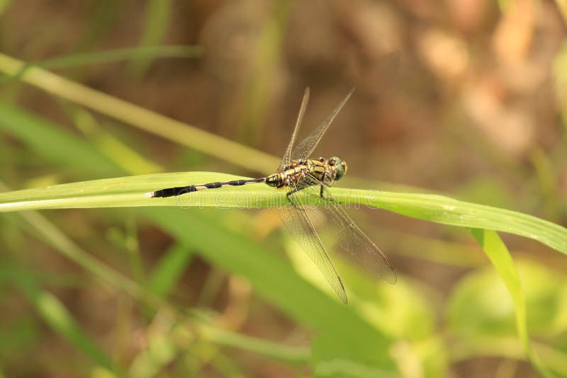 Resting Green Fly on a Grass Stock Image - Image of enogh, tree: 151469847