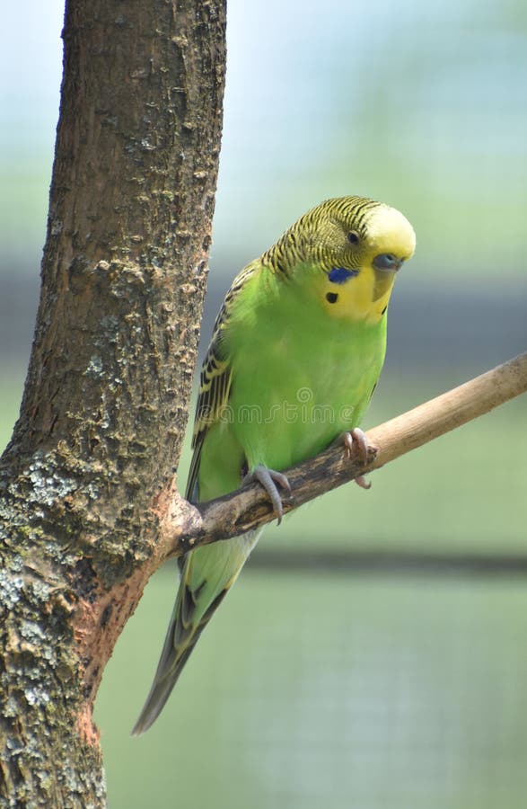 Resting Green and Yellow Common Parakeet in a Tree Stock Photo - Image ...