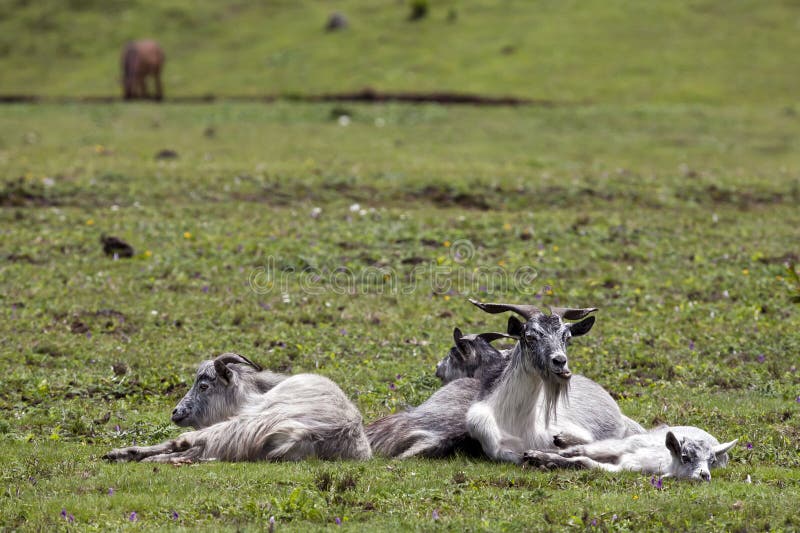 Resting Grey Goats stock photo. Image of yunnan, goat - 20189828