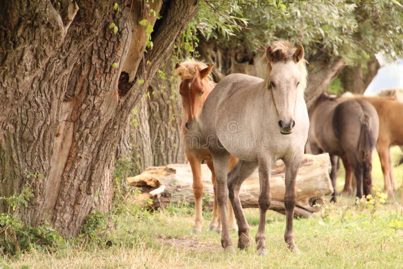 Resting Horses Under a Tree. Stock Photo - Image of grassland, mane ...