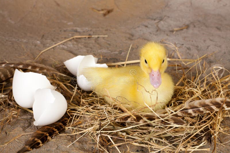 Resting Duckling after Hatch Stock Photo - Image of hatch, bird: 21487600