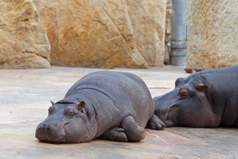 Resting hippo stock image. Image of mammal, hippo, herbivorous - 31690683