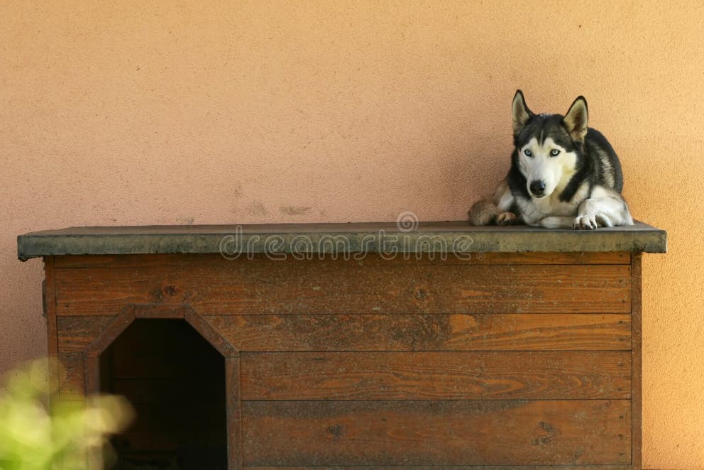 Resting husky dog stock image. Image of nice, front, handsome - 8463995