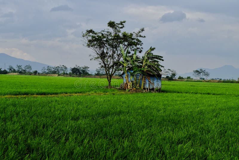 Resting Hut in the Middle of Rice Fields Stock Image - Image of pasture ...