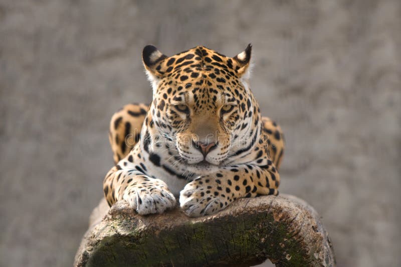 Resting jaguar stock image. Image of wild, orange, yellow - 5197653