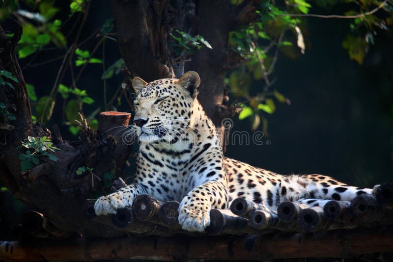 Resting jaguar stock image. Image of mammal, wildlife - 61761453