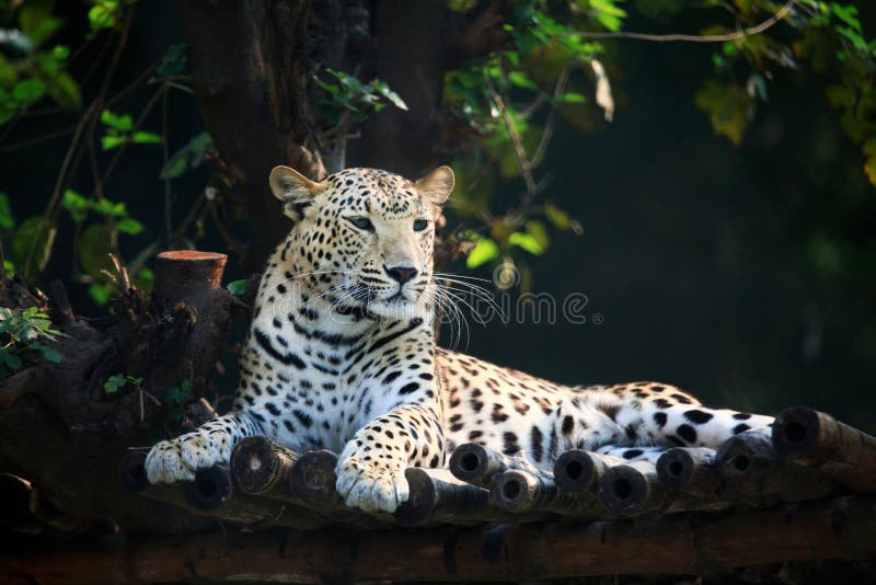 Resting jaguar stock photo. Image of wild, predator, natural - 61761564