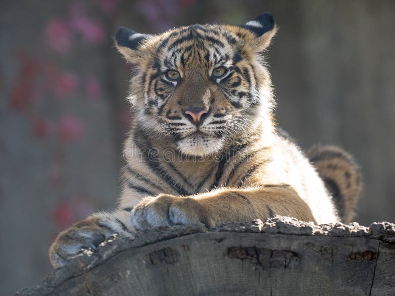 Resting Jung Sumatran Tiger, Panthera Tigris Sumatrae Stock Photo ...