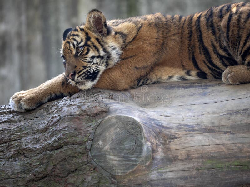 Resting Jung Sumatran Tiger, Panthera Tigris Sumatrae Stock Photo ...