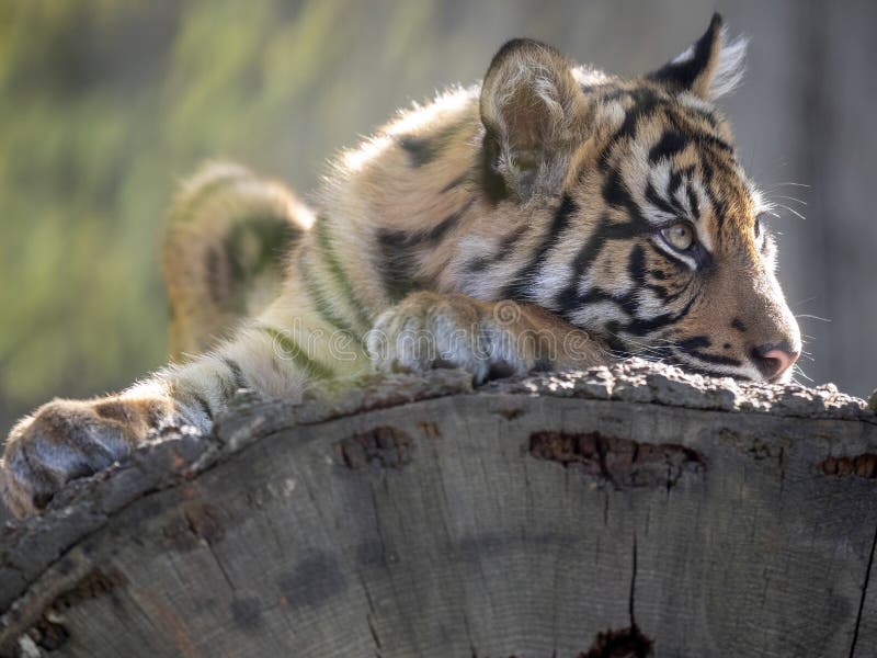 Resting Jung Sumatran Tiger, Panthera Tigris Sumatrae Stock Image ...