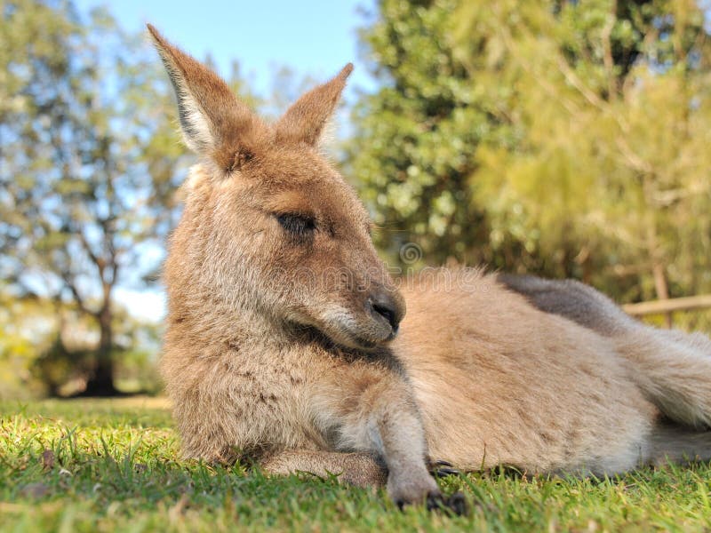 Resting kangaroo stock image. Image of sanctuary, nature - 20655261