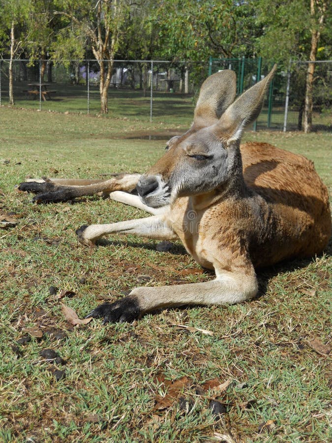 Resting kangaroo stock image. Image of australia, fauna - 27642095