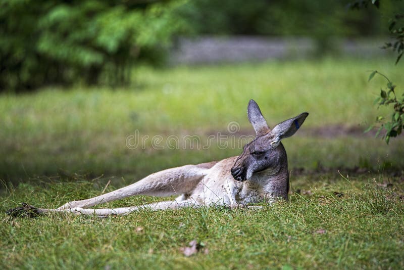 A Resting Kangaroo on the Grass Stock Photo - Image of australia, brown ...