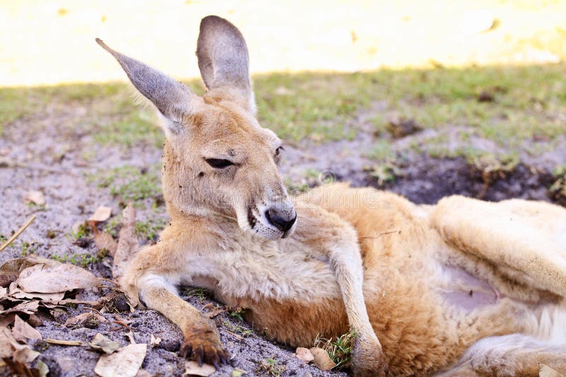 Resting Kangaroo on the Green Field Stock Photo - Image of reclining ...