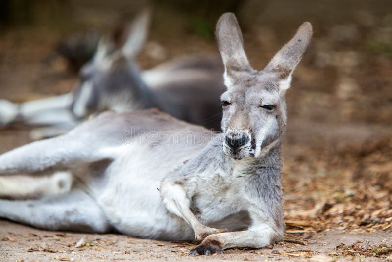 Resting Kangaroo stock photo. Image of reclining, bush - 39193378