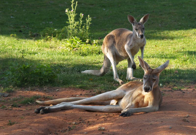 Red kangaroo resting stock photo. Image of resting, macropods - 41333574