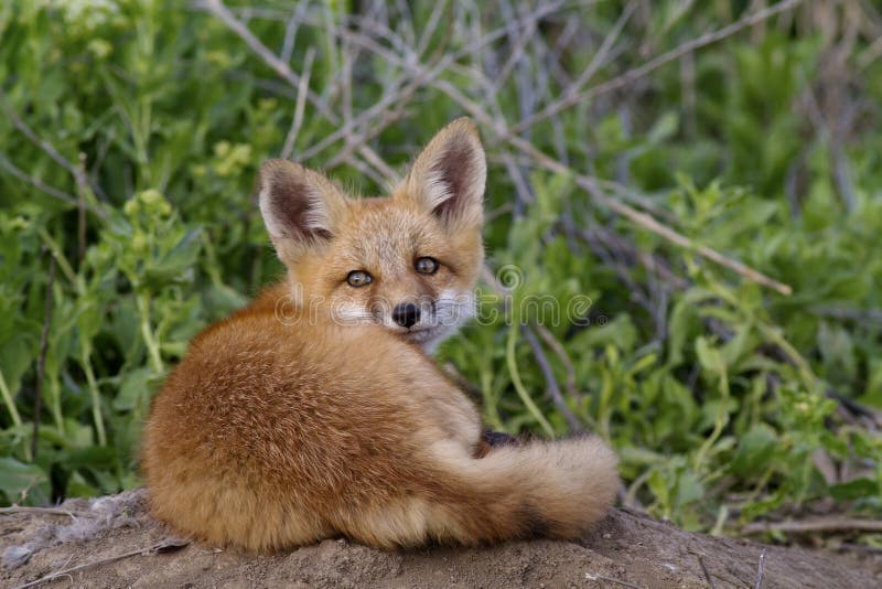 Resting stock photo. Image of outside, desert, utah, playing - 54740118