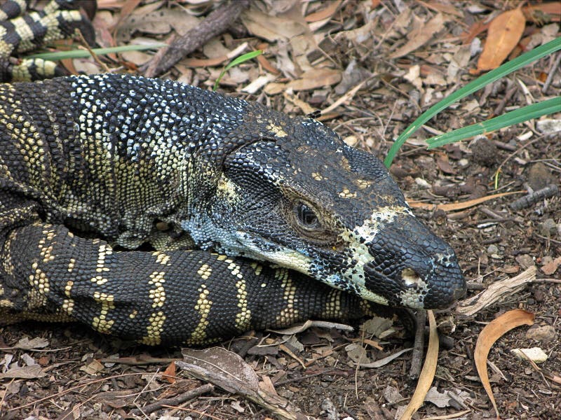Lace Monitor (Lace Goanna) (Varanus Varius) Lizard Stock Image - Image ...