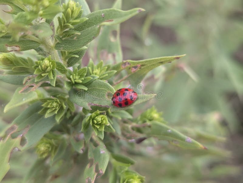 Resting Lady Bug stock image. Image of flower, herb - 357373187