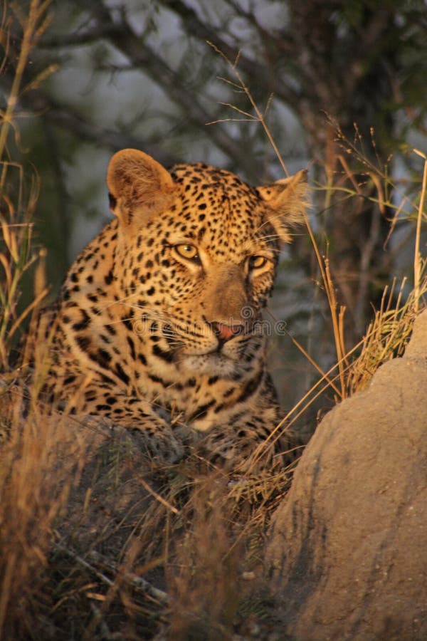 Resting Leopard om a tree stock photo. Image of five - 13556392