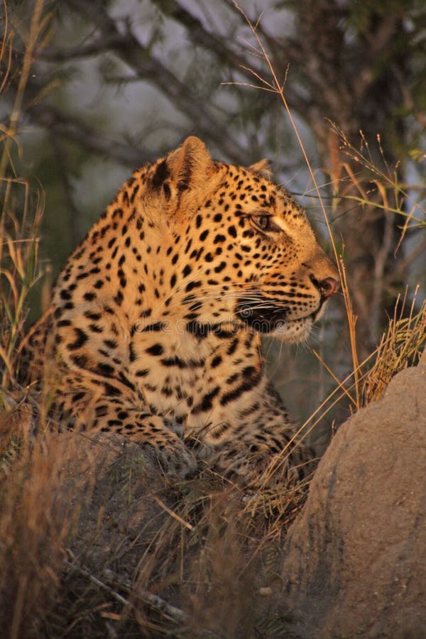 Resting Leopard om a tree stock photo. Image of five - 13556392